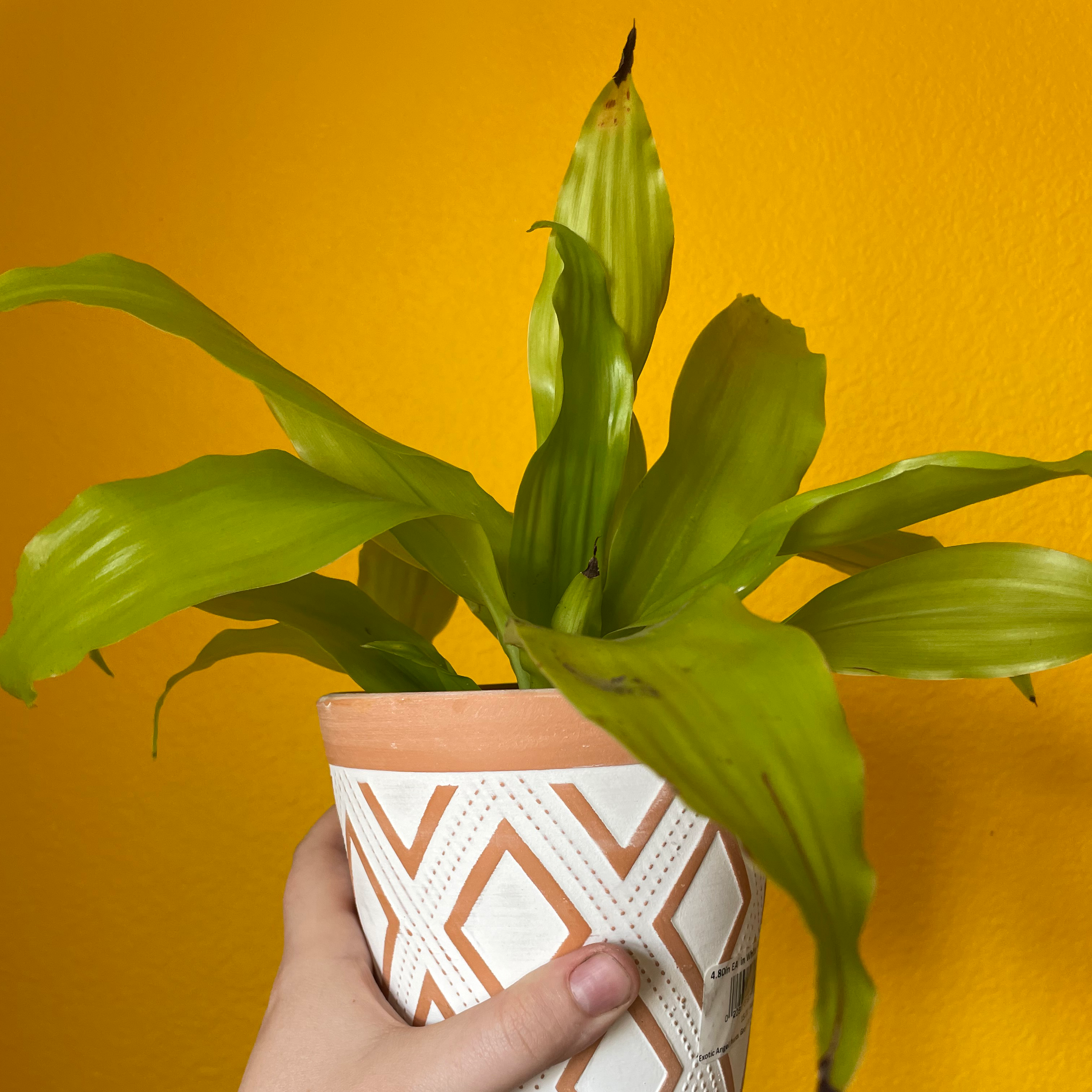 How Do I Cure Dracaena Limelight Root Rot?