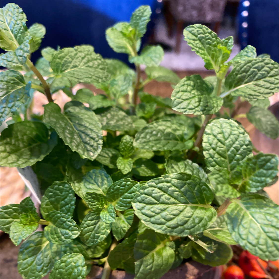How Often Should I Water My Mint?