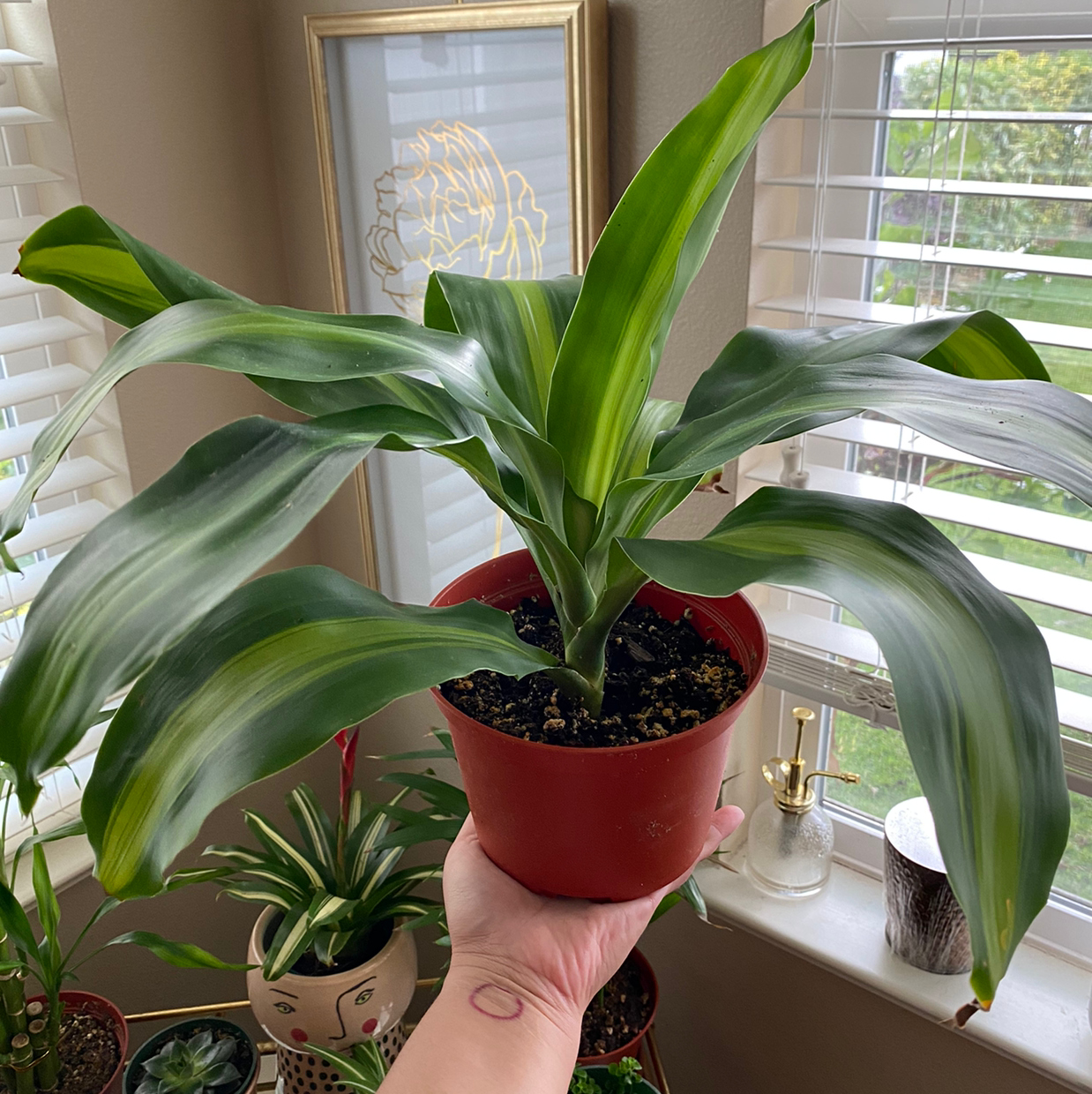 🌽 Symbolism and Benefits of the Dracaena Massangeana