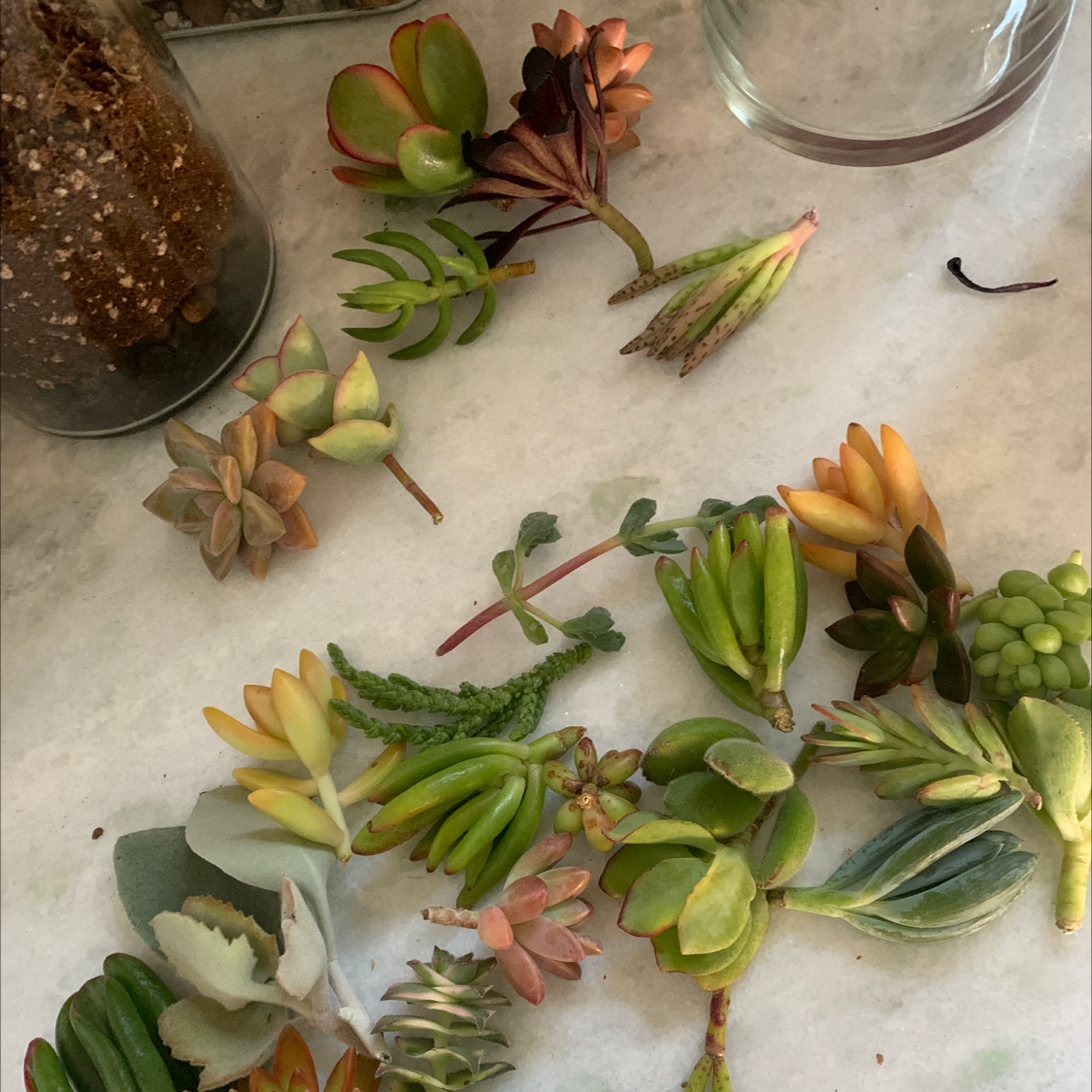 How Should Palmer's Sedum Be Cut Back?