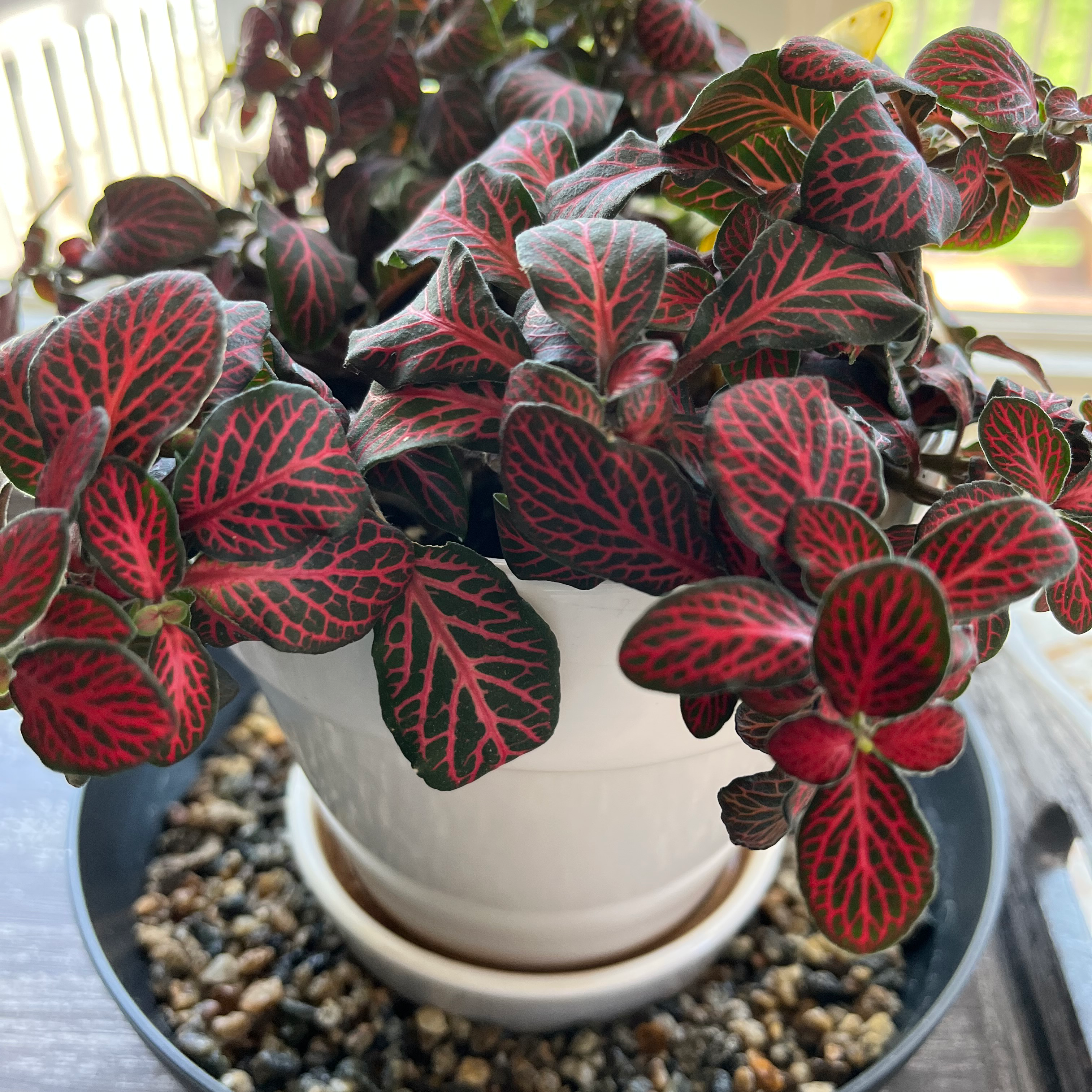 💧 How Much Humidity Does My Red Anne Nerve Plant Need?