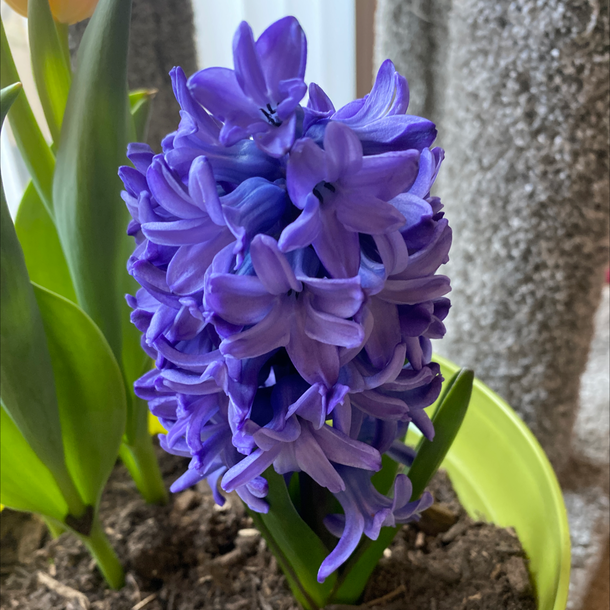How Should Garden Hyacinth Be Cut Back?