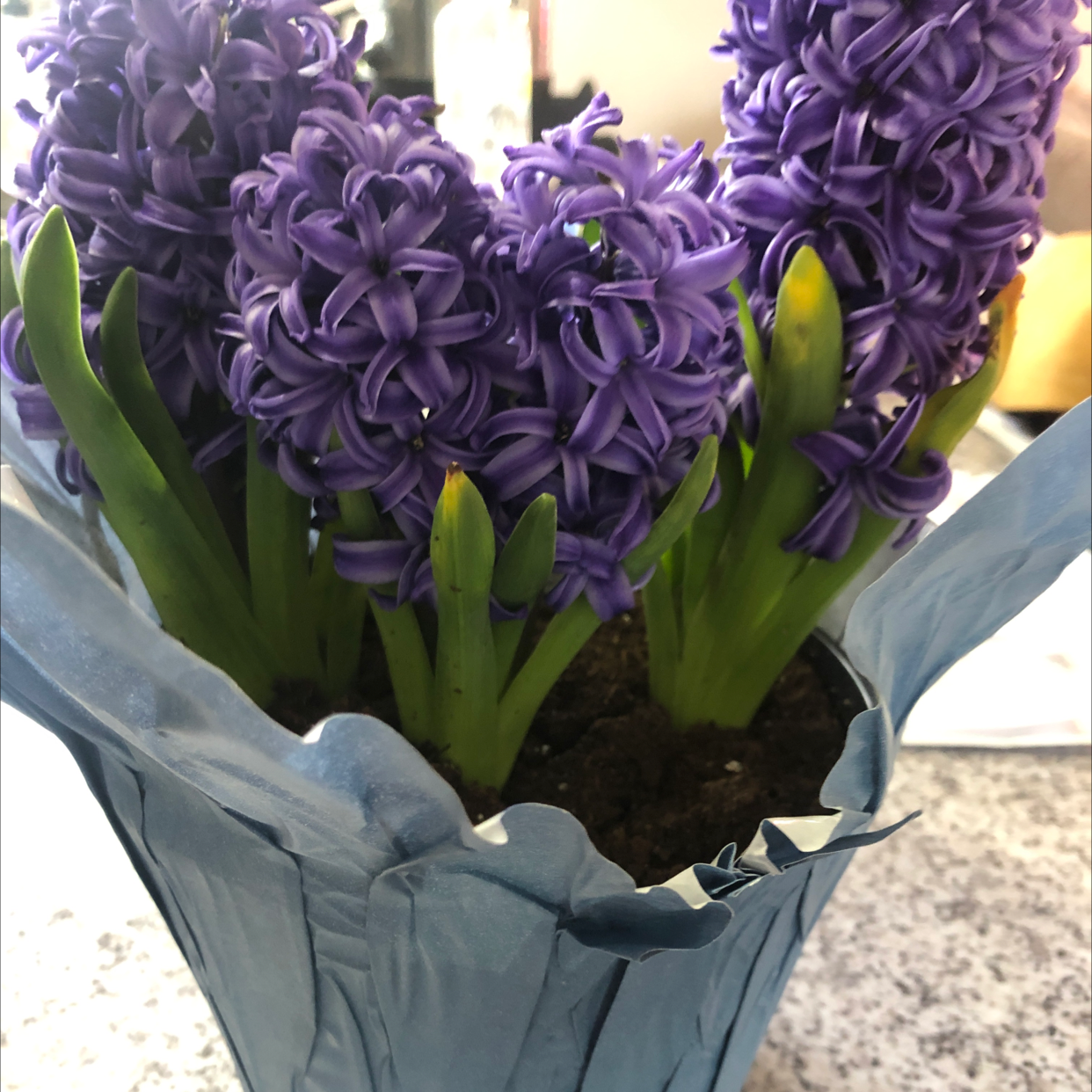 💧 Why Are My Garden Hyacinth Leaves Droopy?