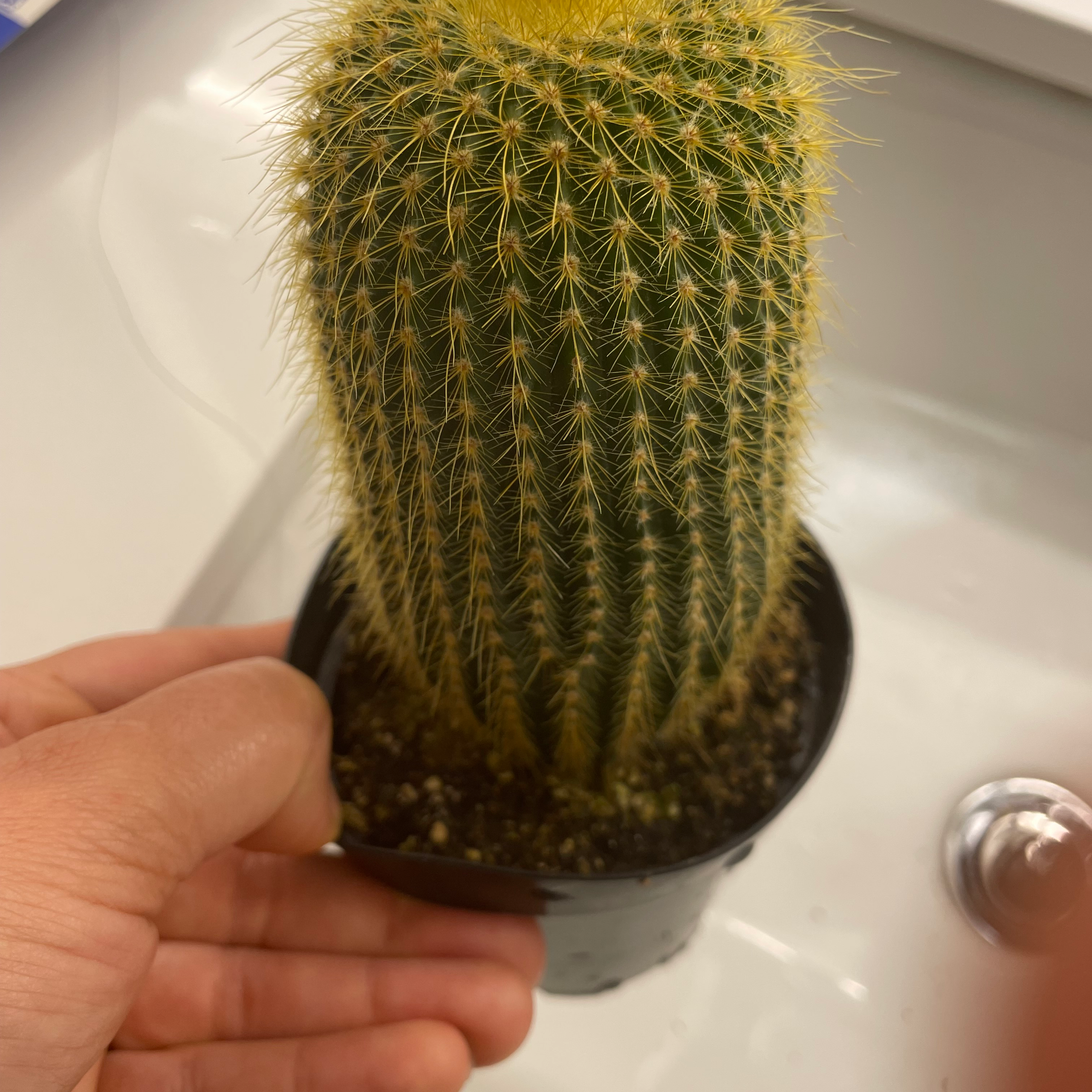 How Can You Tell If A Silver Ball Cactus Is Dying?