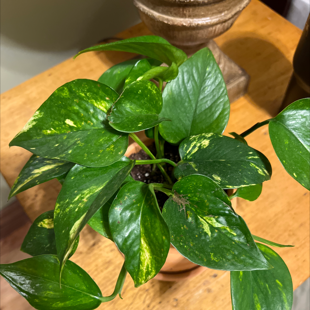 Golden Poth | A plant by @TopCorrea on Greg