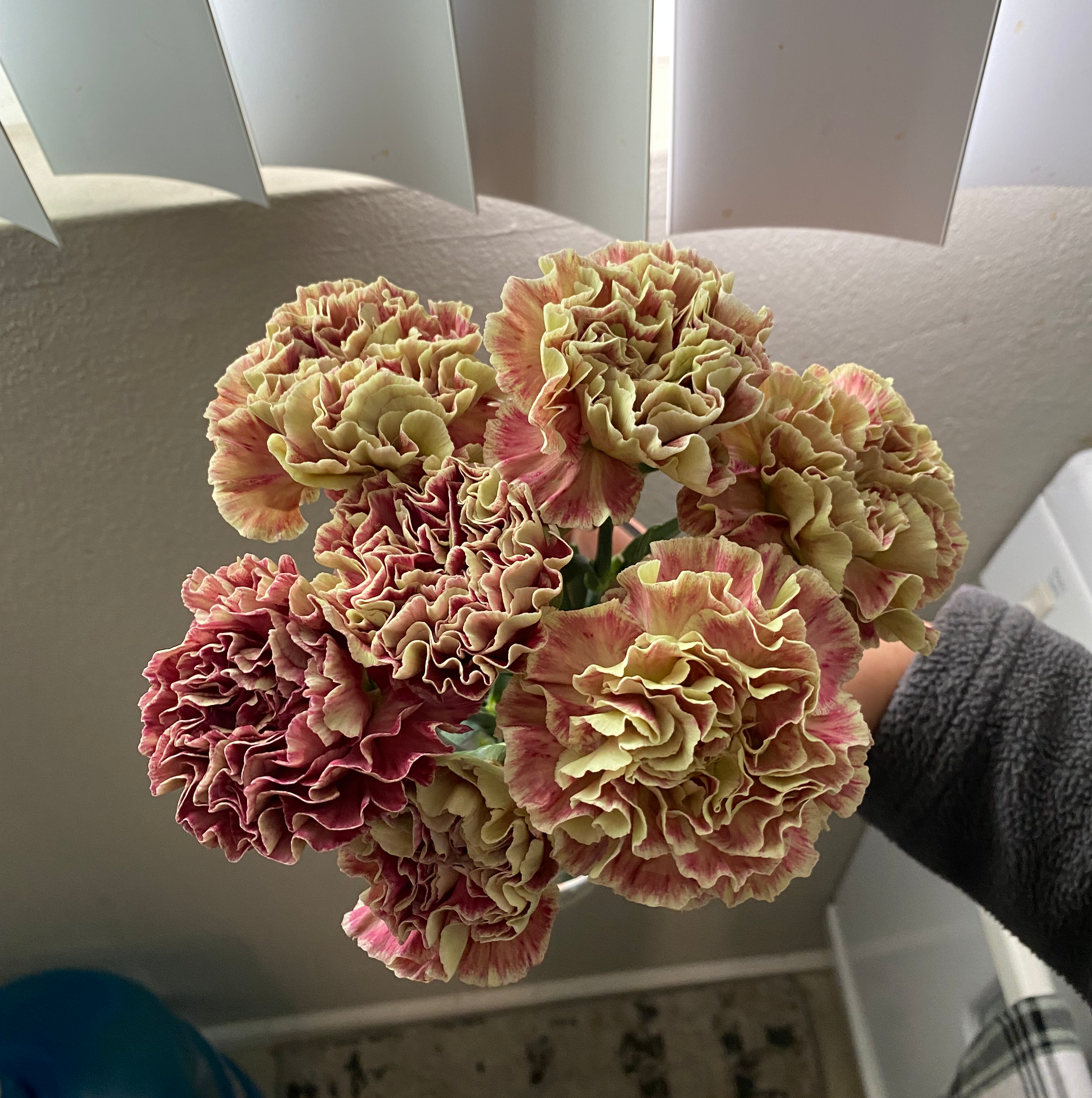 How Should Border Carnation Be Cut Back?