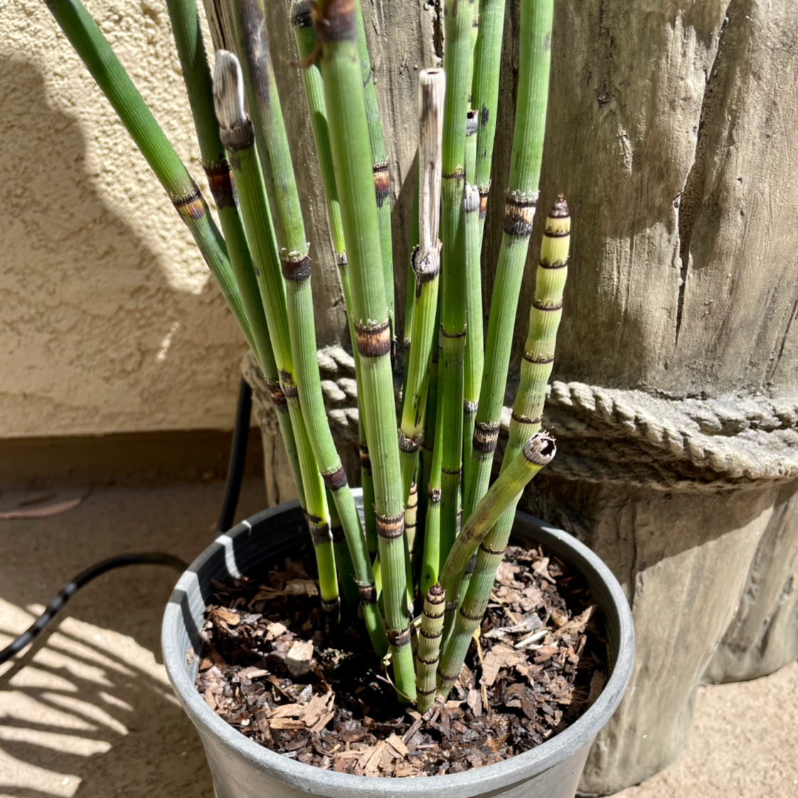 The Complete Common Scouring-Rush Plant Care Guide: Water, Light & Beyond