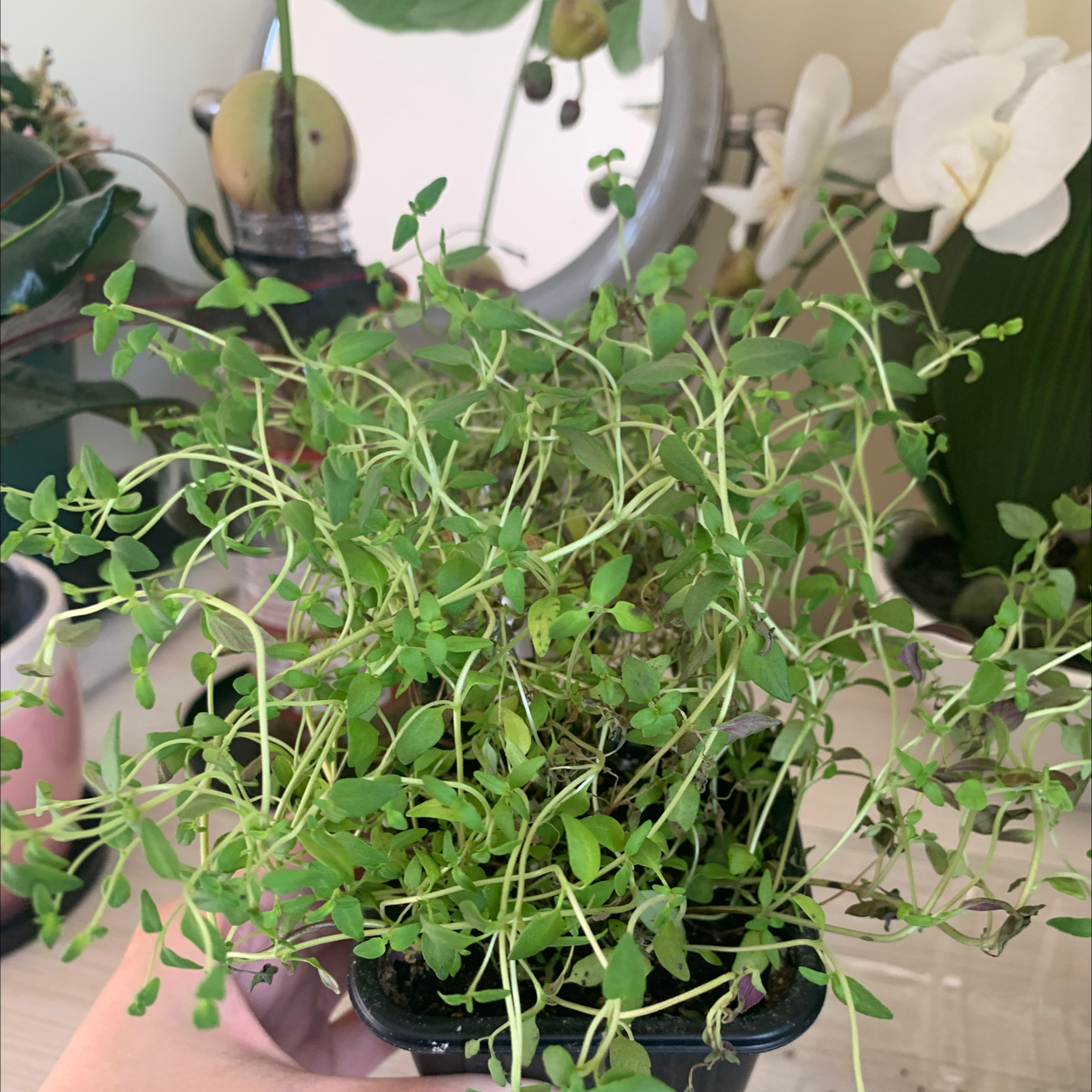 What Should I Do When Common Chickweed Leaves Turn Yellow?