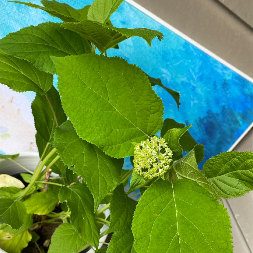 Why Are My Wild Hydrangea Leaves Curling?