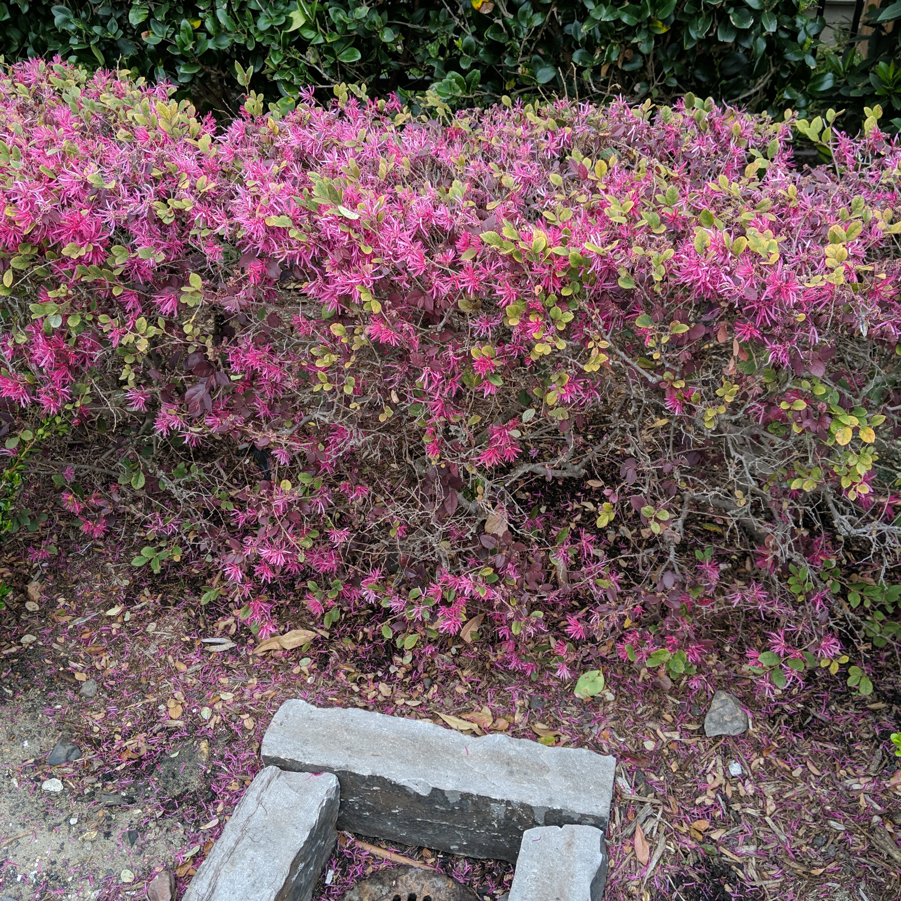 Why Are My Chinese Fringe Flower Leaves Turning Yellow?