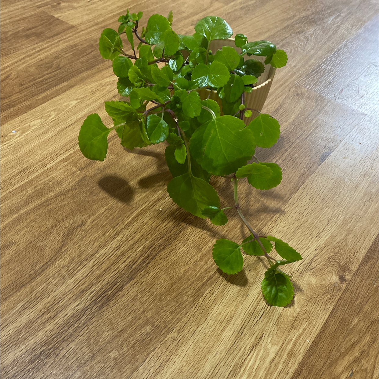 Propagating Your Creeping Charlie: Step-by-Step Guide