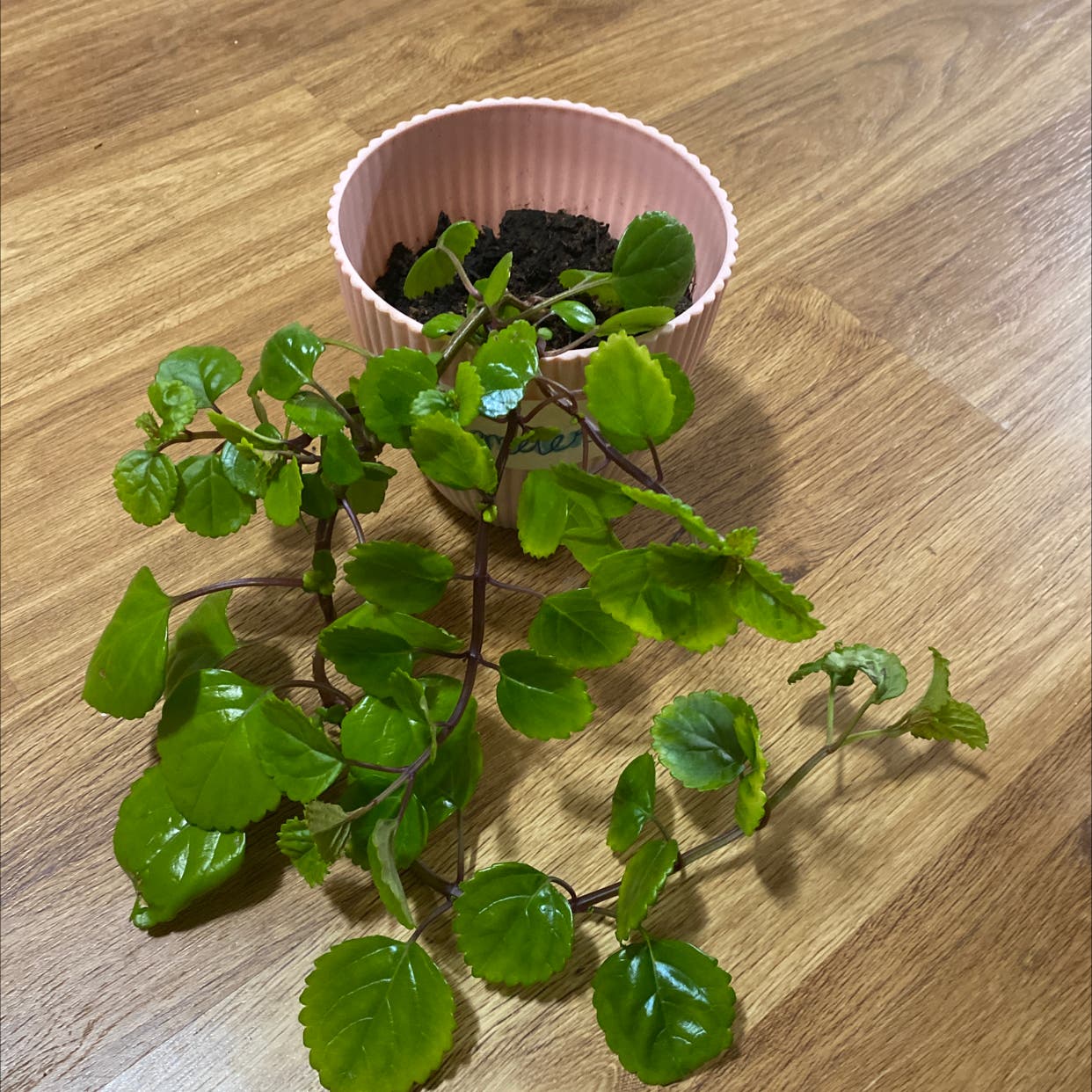 Propagating Swedish Ivy: The Ultimate Guide Propagating Swedish Ivy: The Ultimate Guide