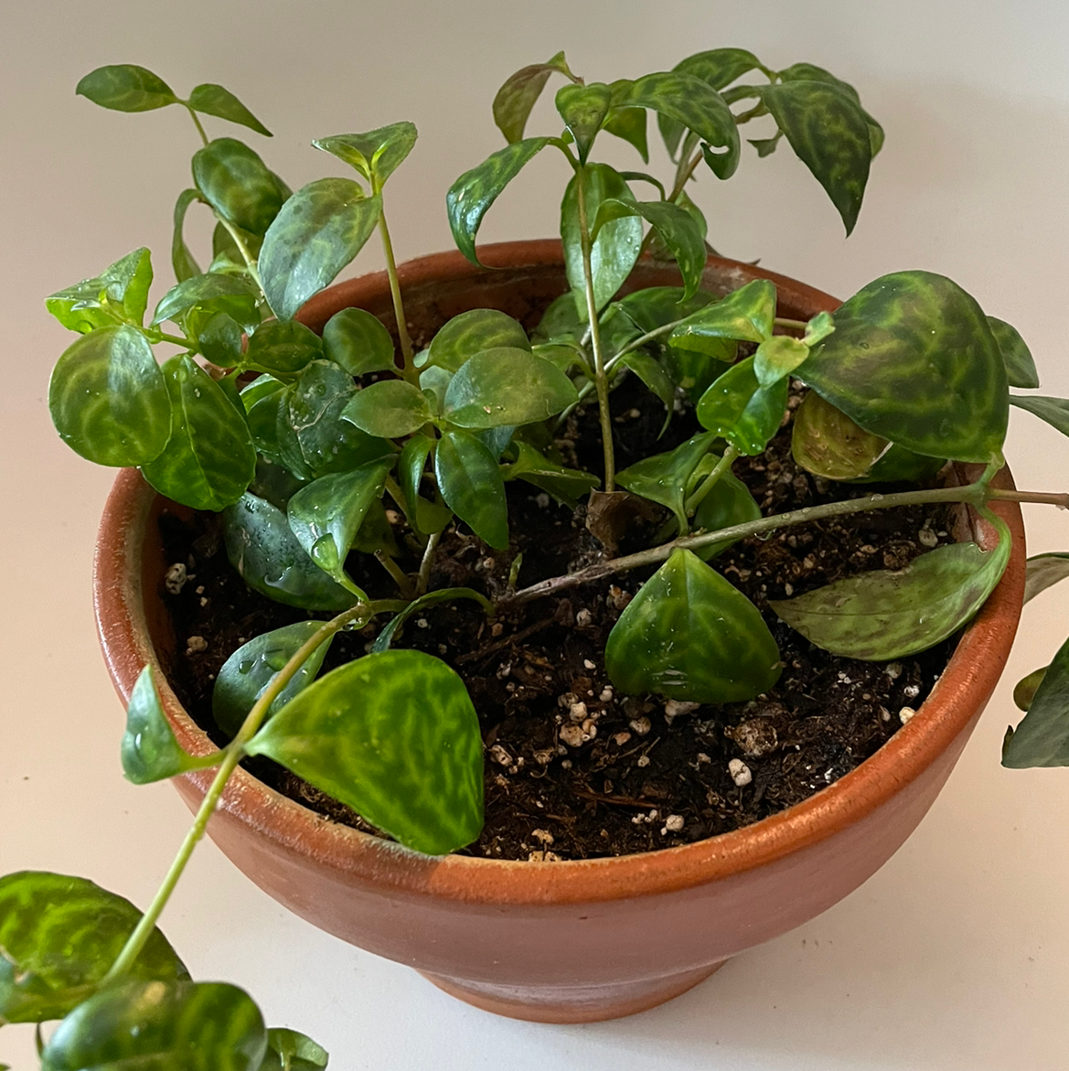 🐛 What To Do About Bugs on My Variegated Lipstick Vine?