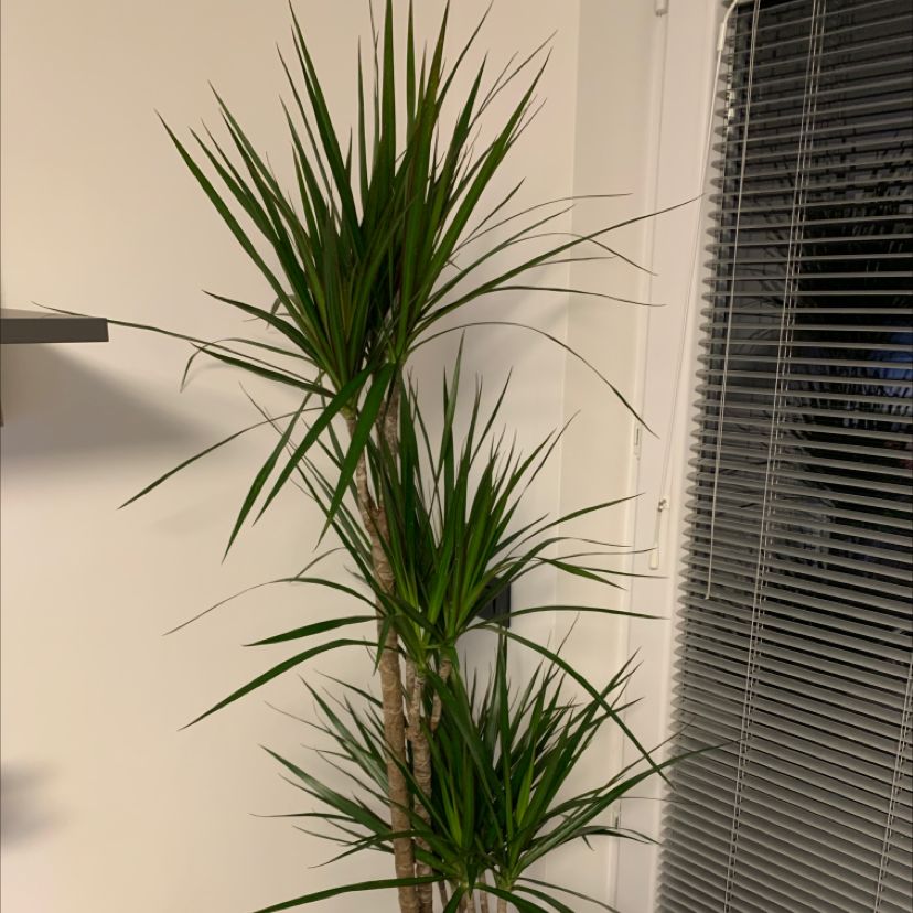 🐉 Why Are My Madagascar Dragon Tree Leaves Curling?