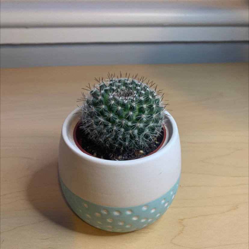 Sheldon | A plant by @FlawlessEndive on Greg