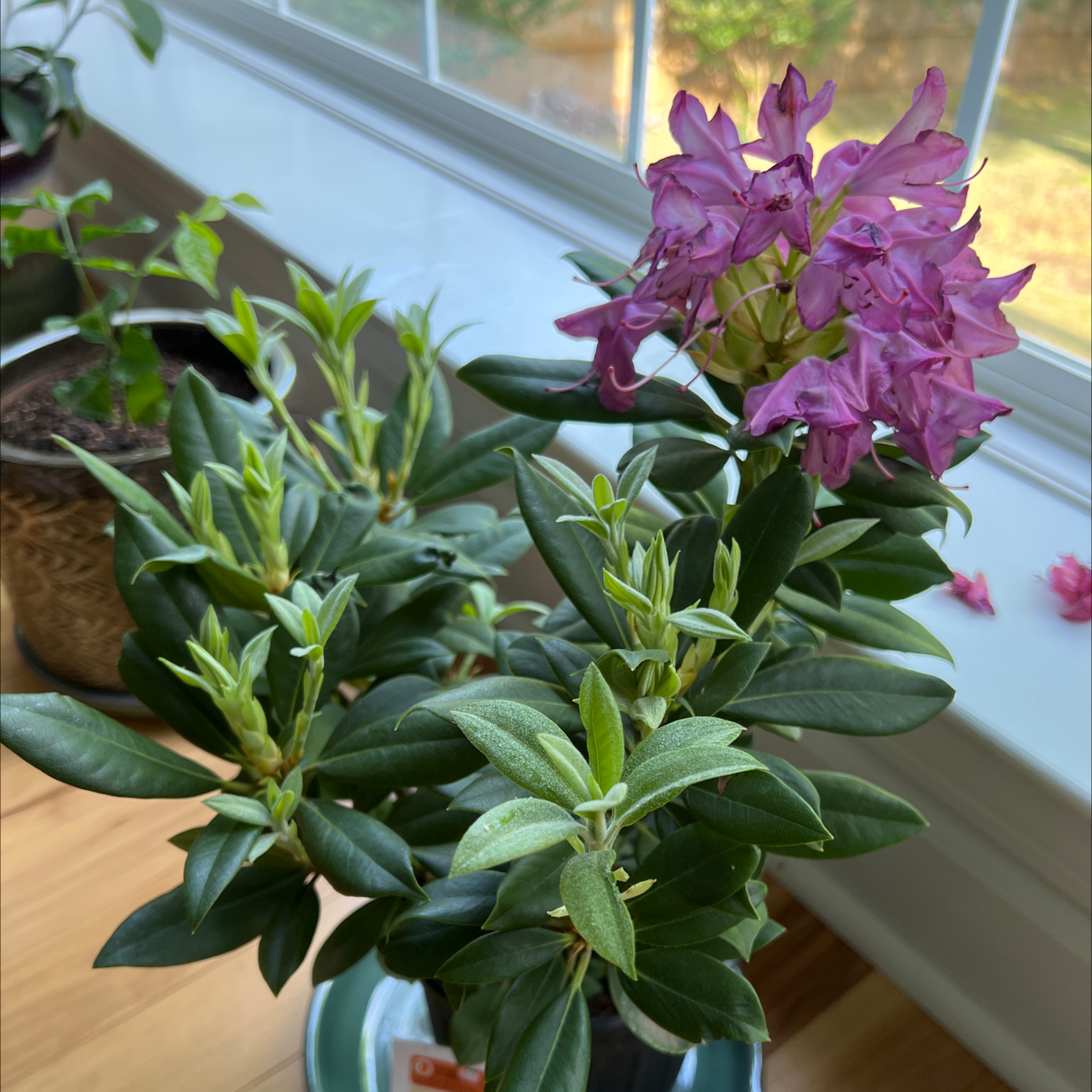 Propagating My Alpenrose: Step-by-Step Guide