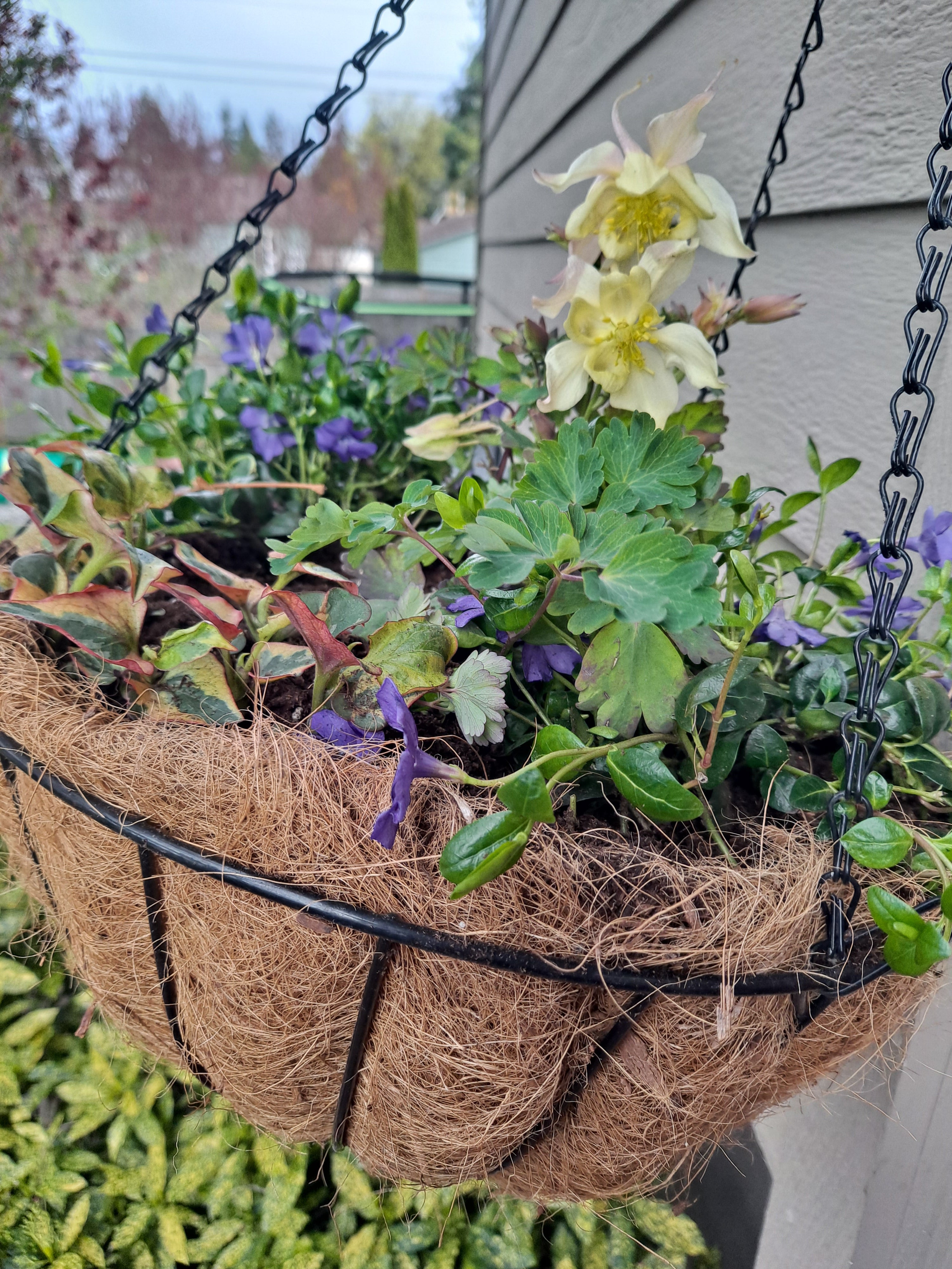 Why Are the Leaves on My Common Columbine Turning Yellow?