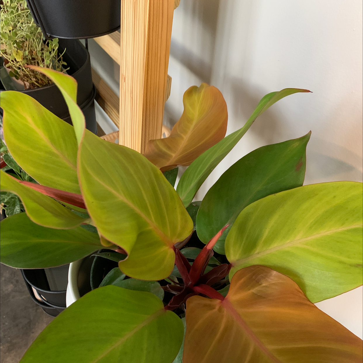 Best Potting Soil Mix For Blushing Philodendron