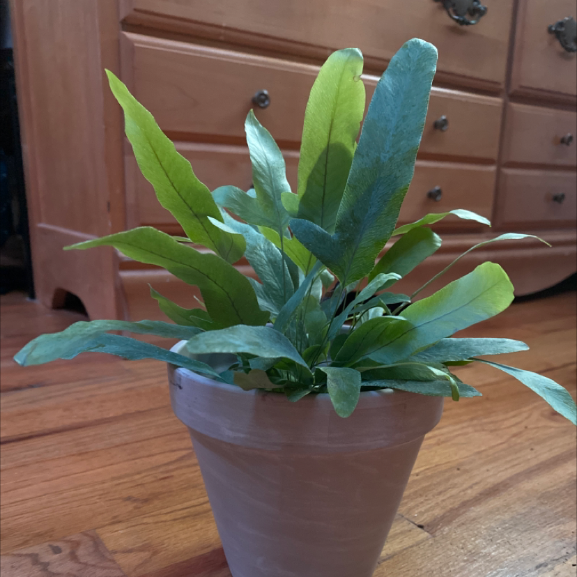 🌡 What Is A Good Temperature Range For My Blue Star Fern?