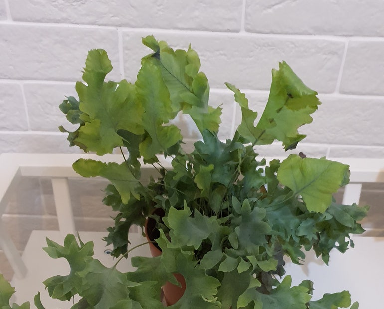 Propagating Blue Star Davana Fern: Step-by-Step Guide Propagating Blue Star Davana Fern: Step-by-Step Guide