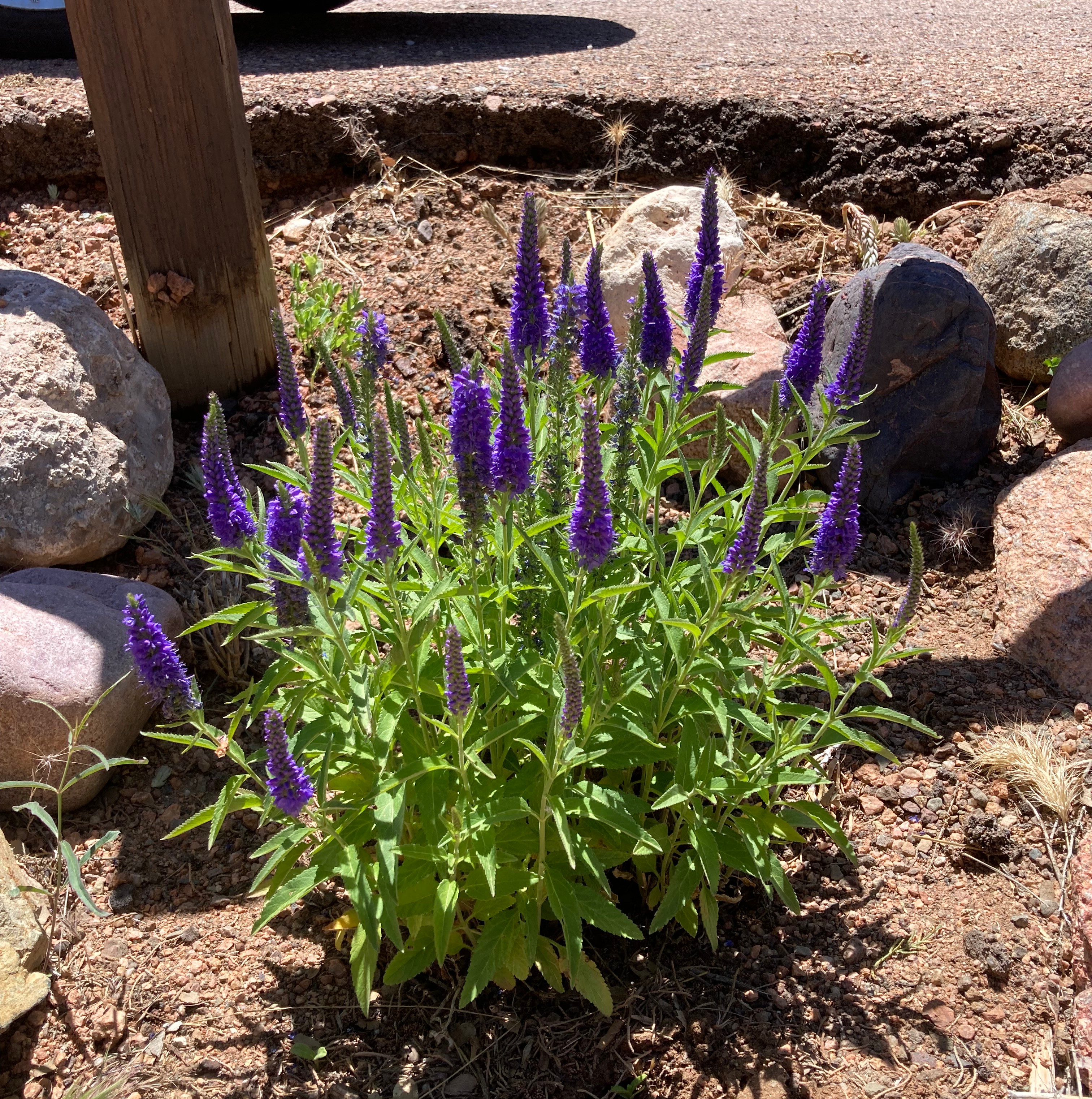 Why Are My Spike Speedwell Leaves Turning Yellow?