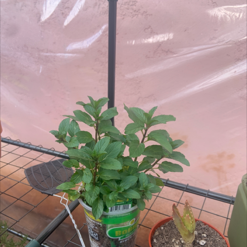 Personalized Western Australian Peppermint Care: Water, Light ...