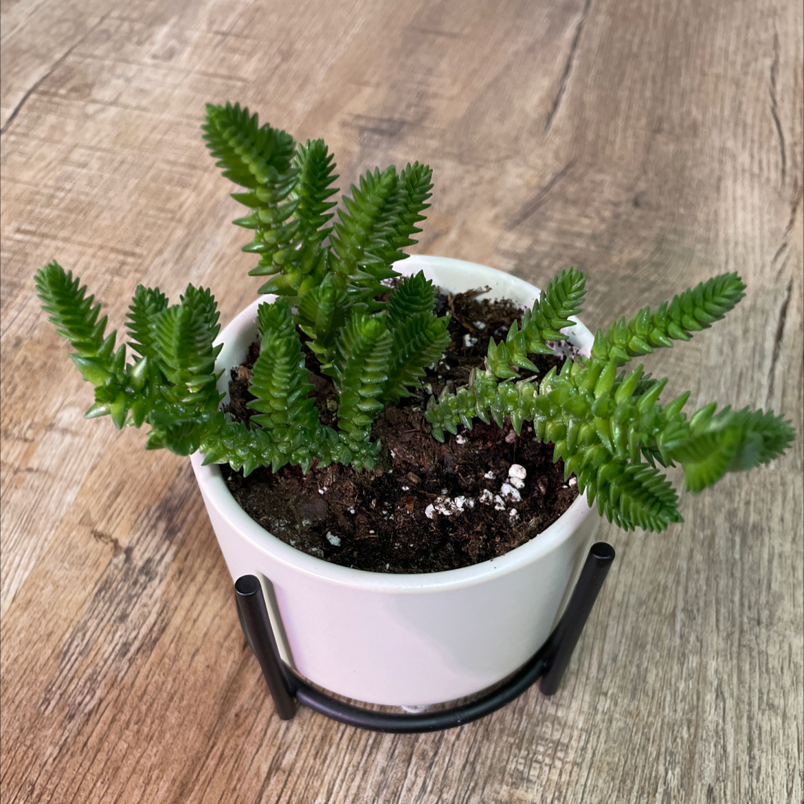 How to Propagate Your Princess Pine