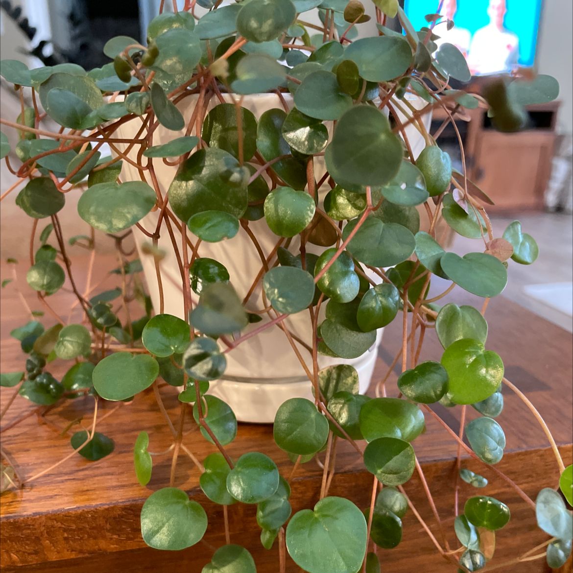 How to Get a Peperomia 'Ruby Cascade' to Bloom