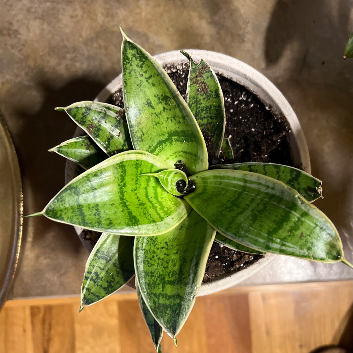 Your plant | A plant by @OrganicCatnip on Greg