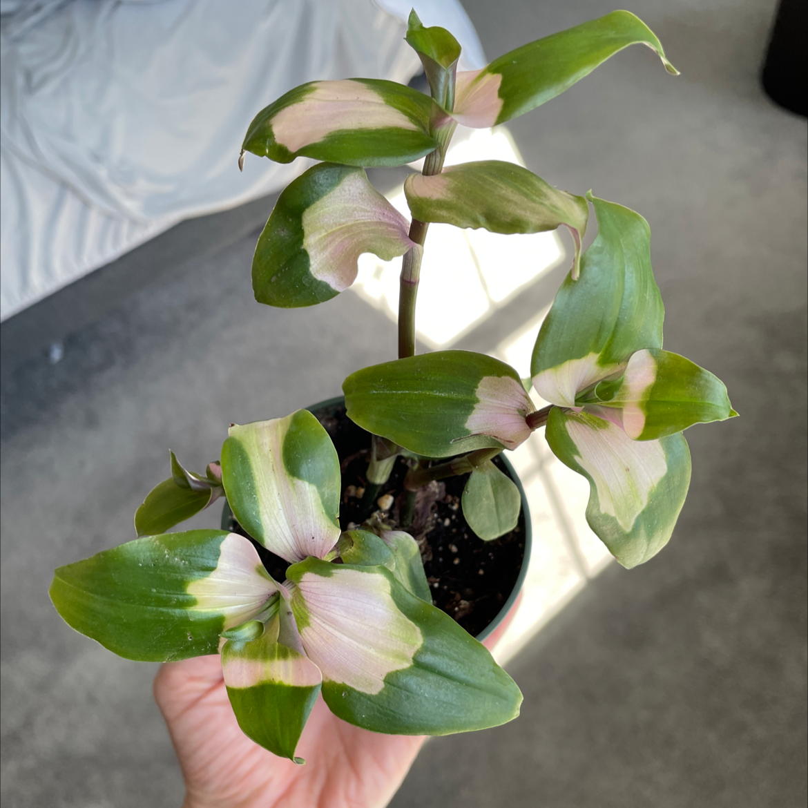 💧 How Much Humidity Does My Tradescantia Blushing Bride Need?