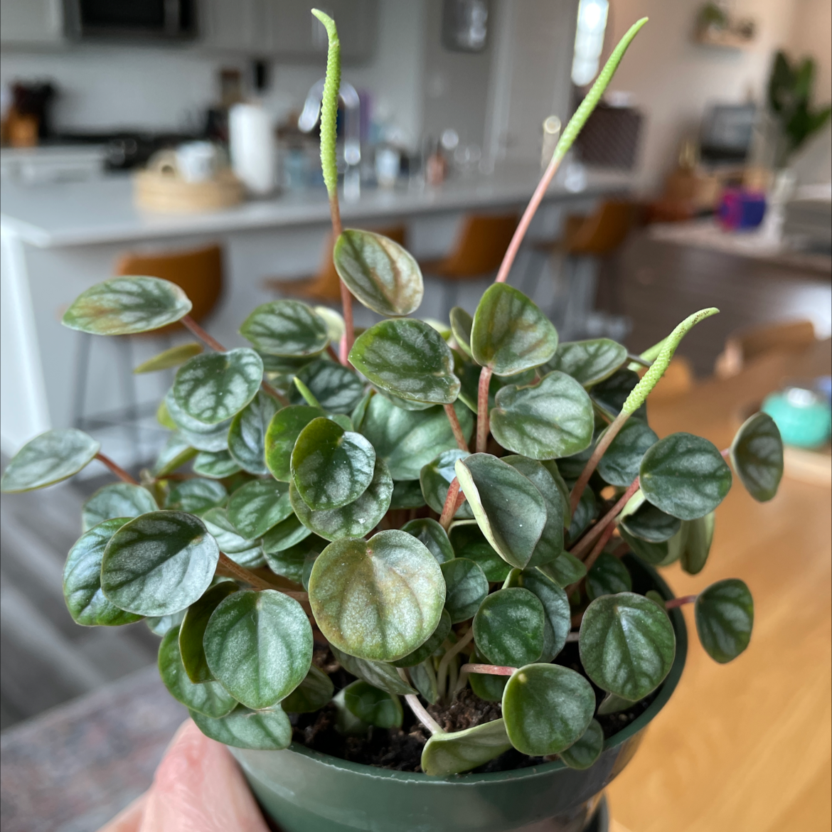 Personalized Peperomia Little Tuscany Care: Water, Light, Nutrients ...