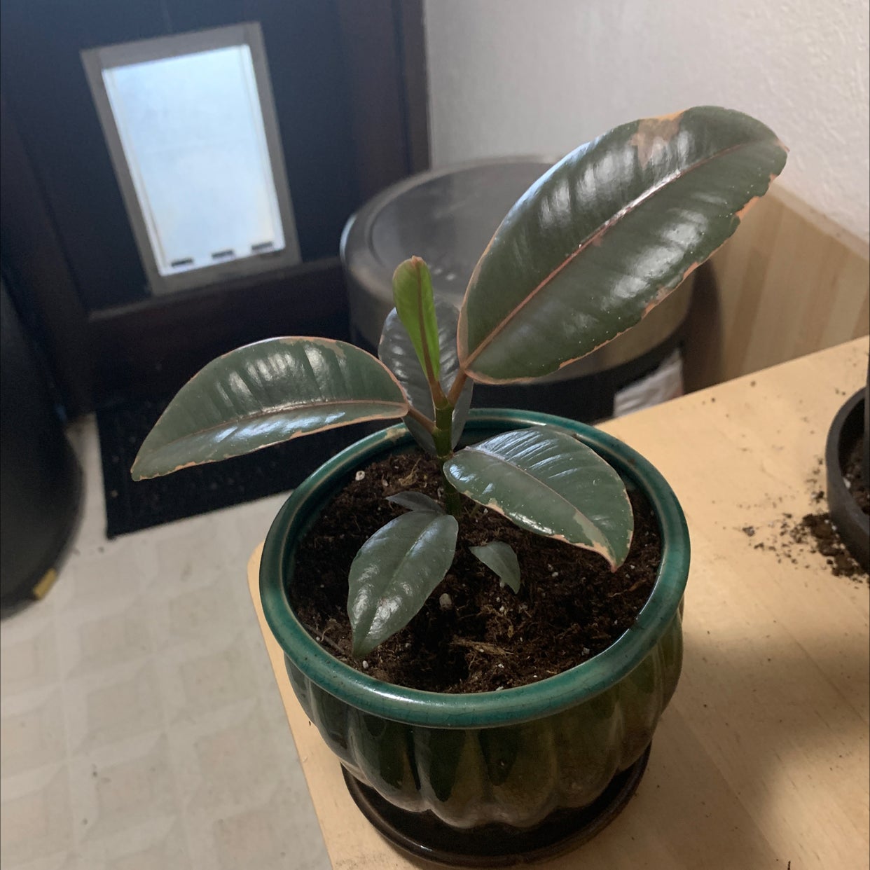 Why Are My Ficus 'Ruby' Leaves Mushy? 💧