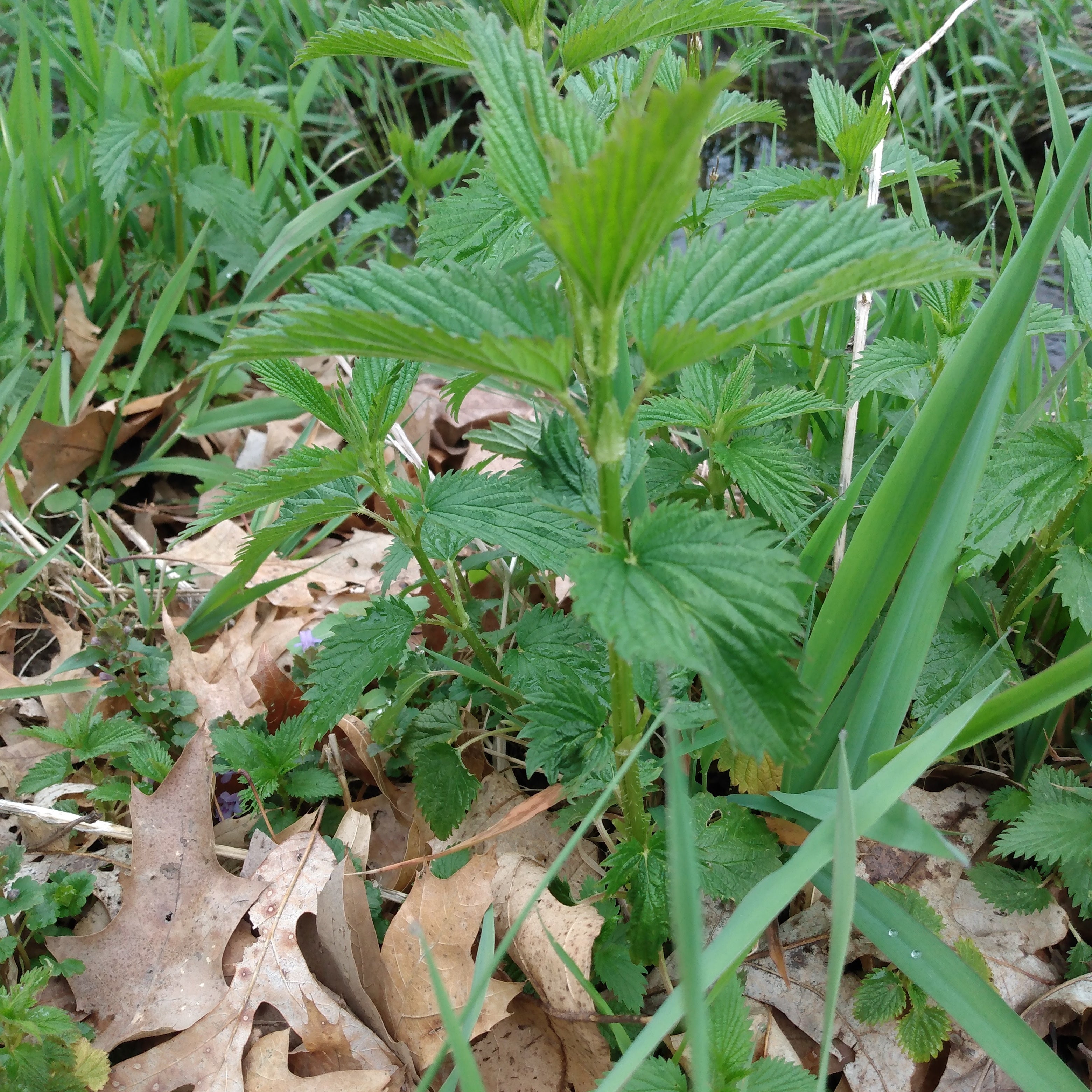 Light Requirements For Your Common Nettle by Season