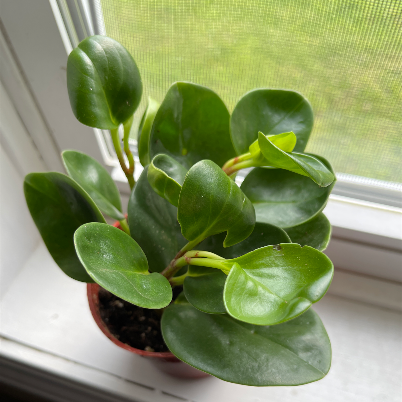 Peperomia Thailand Root Rot Solutions