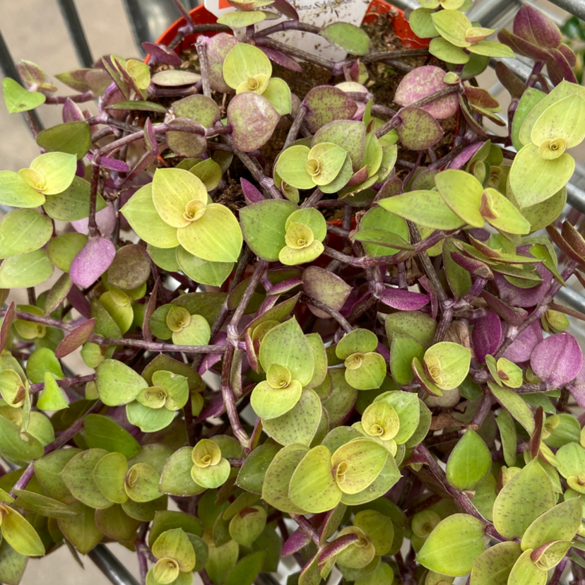 Propagating Creeping Inch Plant: The Ultimate Guide