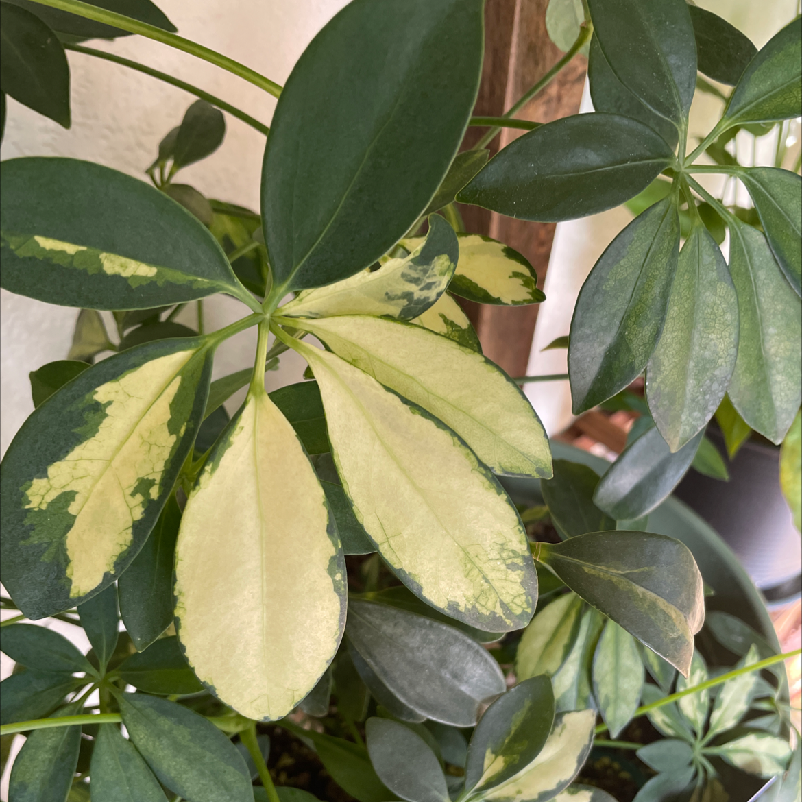 💧 How Much Should I Water My Variegated Dwarf Umbrella Tree?