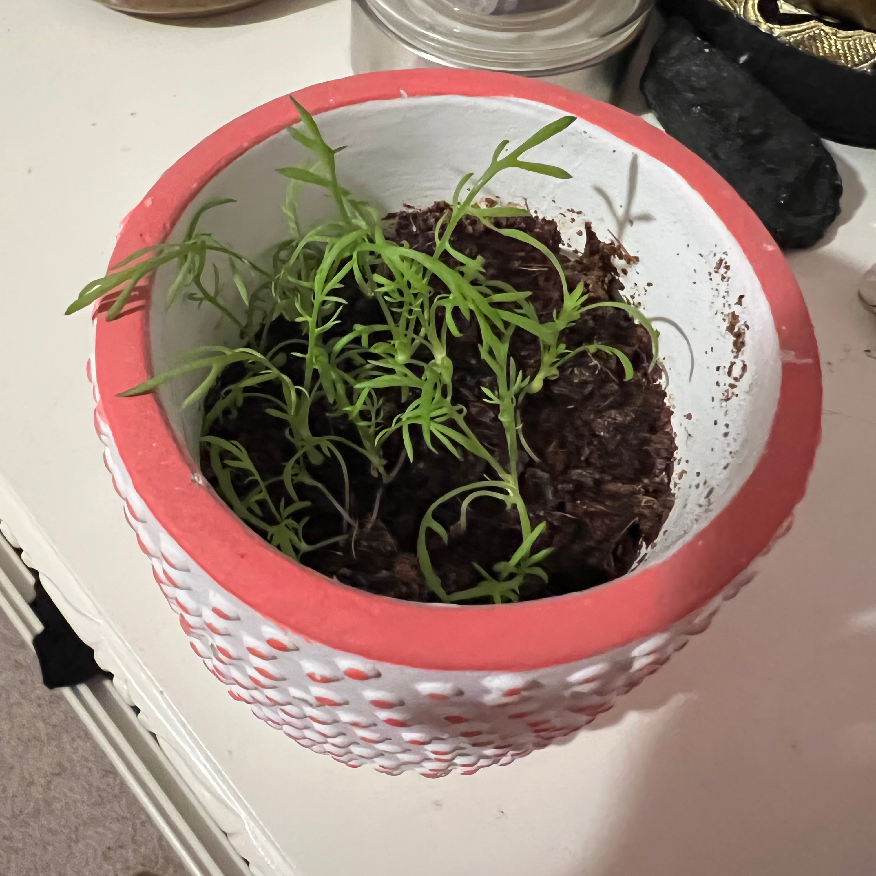 How to Fertilize Your German Chamomile