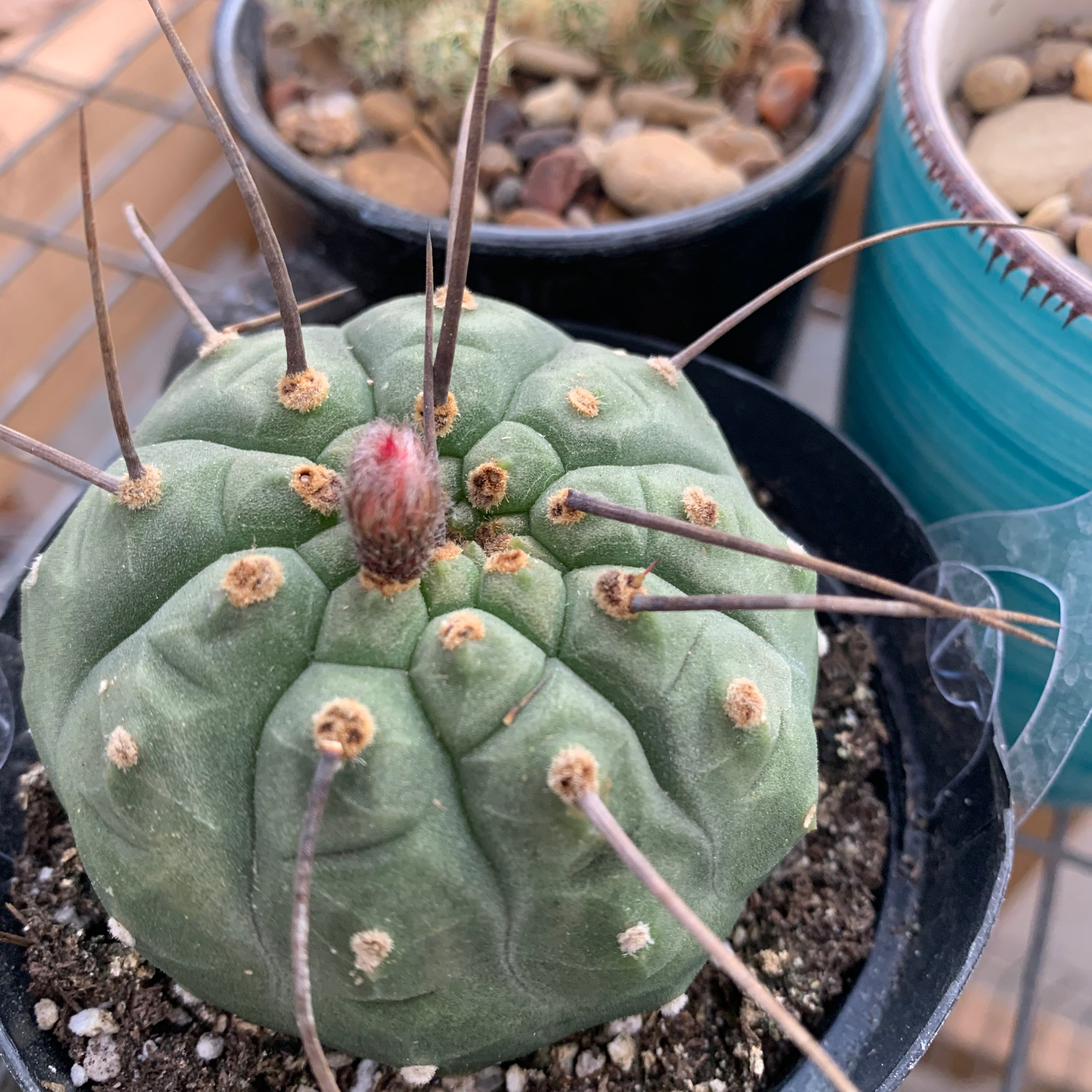 Spike | A plant by @AdonicGray on Greg