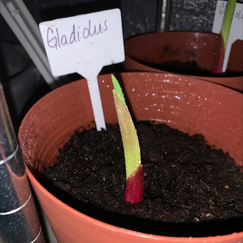 Propagating Gladiolus: Step-by-Step Guide
