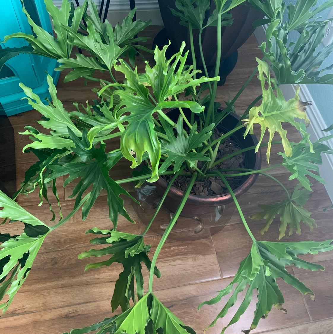 Marley | A plant by @RootWitch13 on Greg