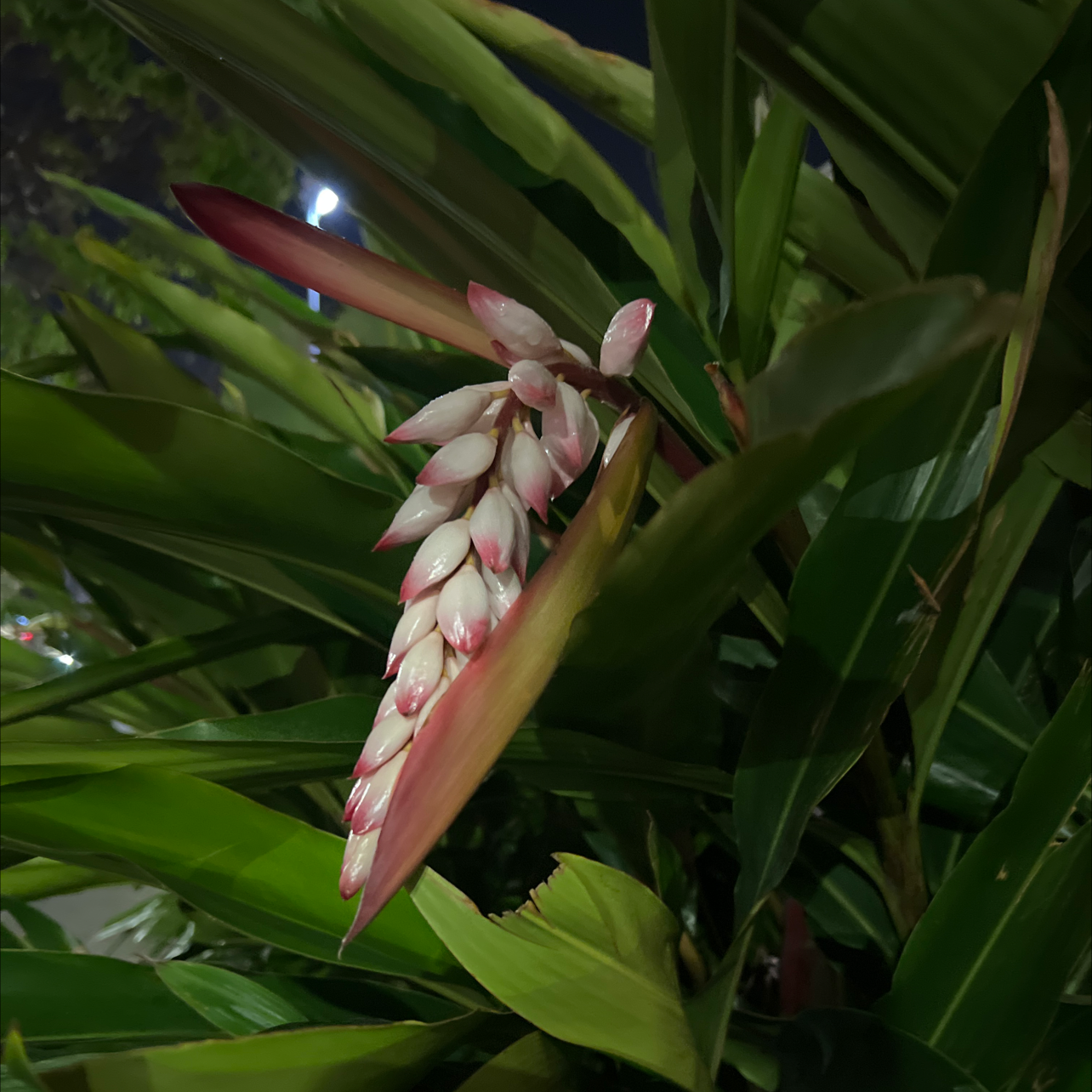 Propagating My Variegated Shell Ginger: Step-by-Step Guide