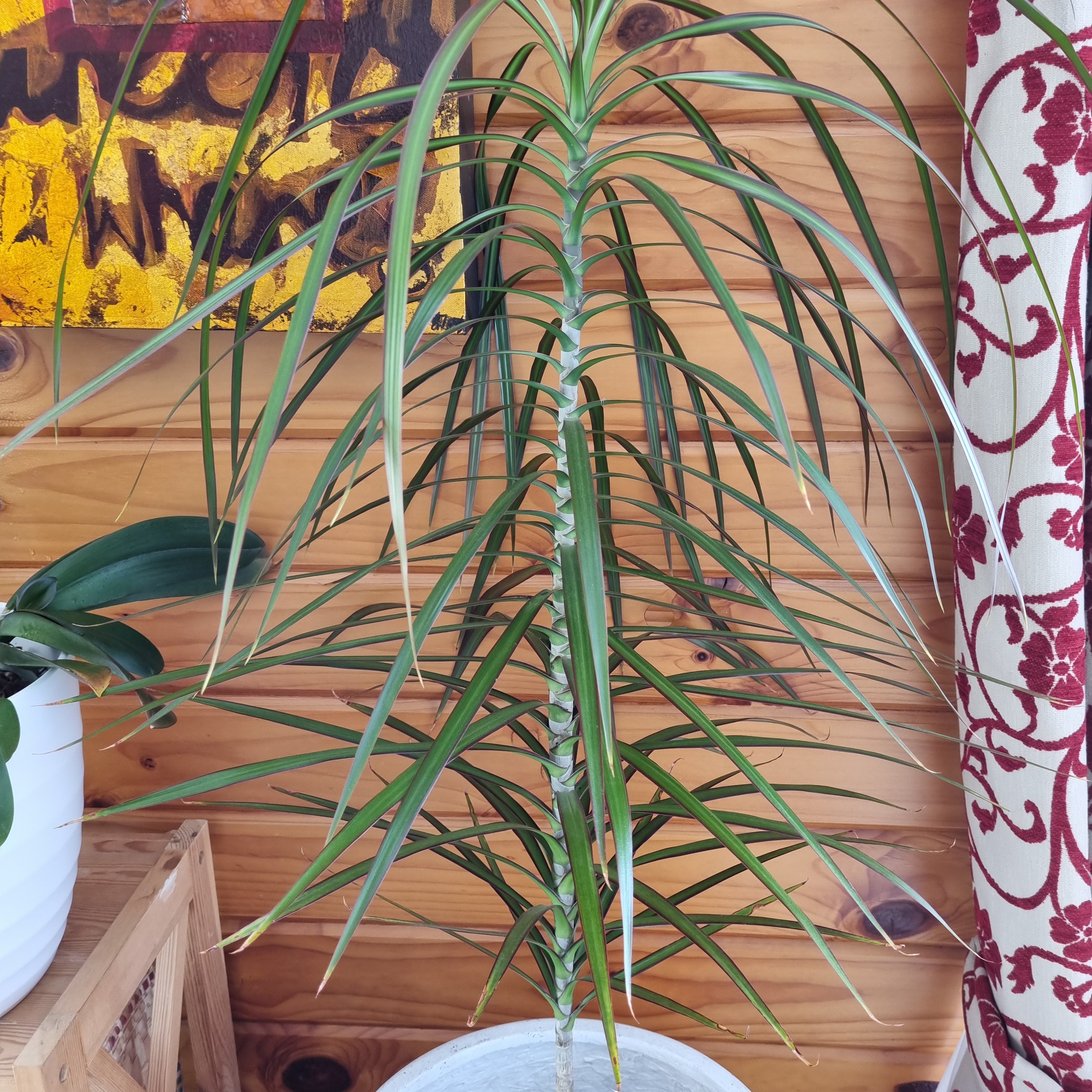 How to Get a Madagascar Dragon Tree to Bloom