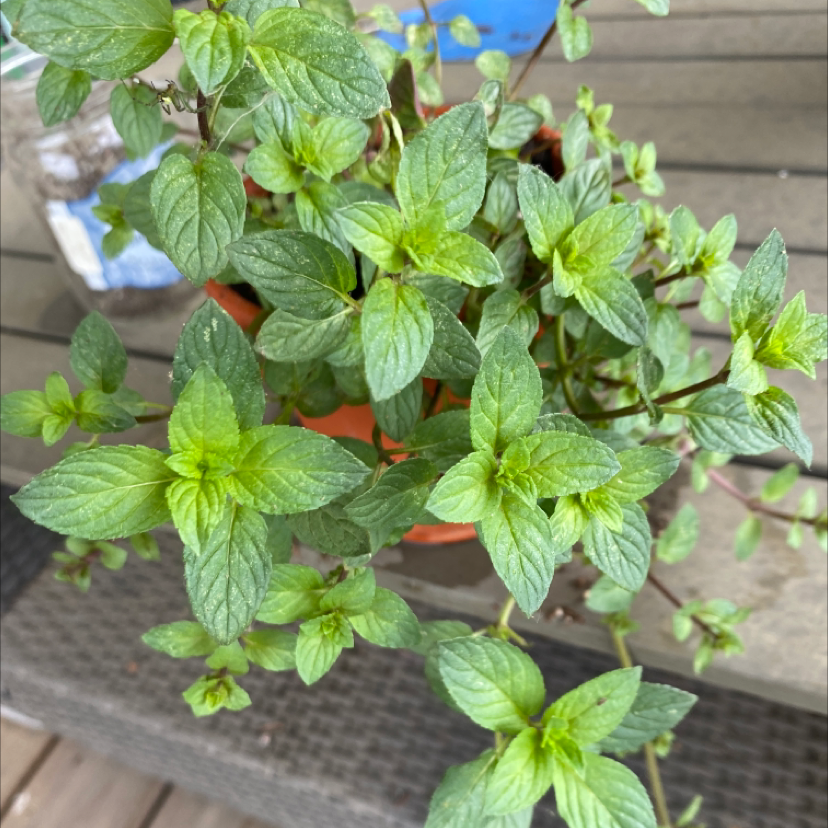 Best Soil for Sweet Mint