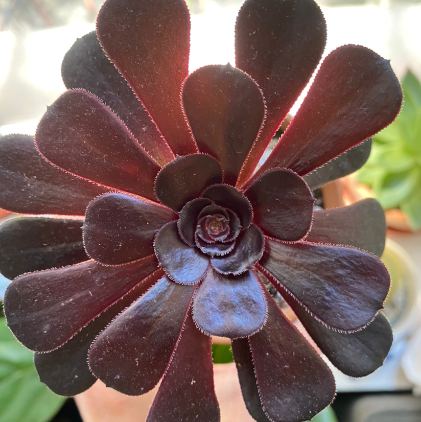 What Do I Do About Black Rose Aeonium Root Rot?