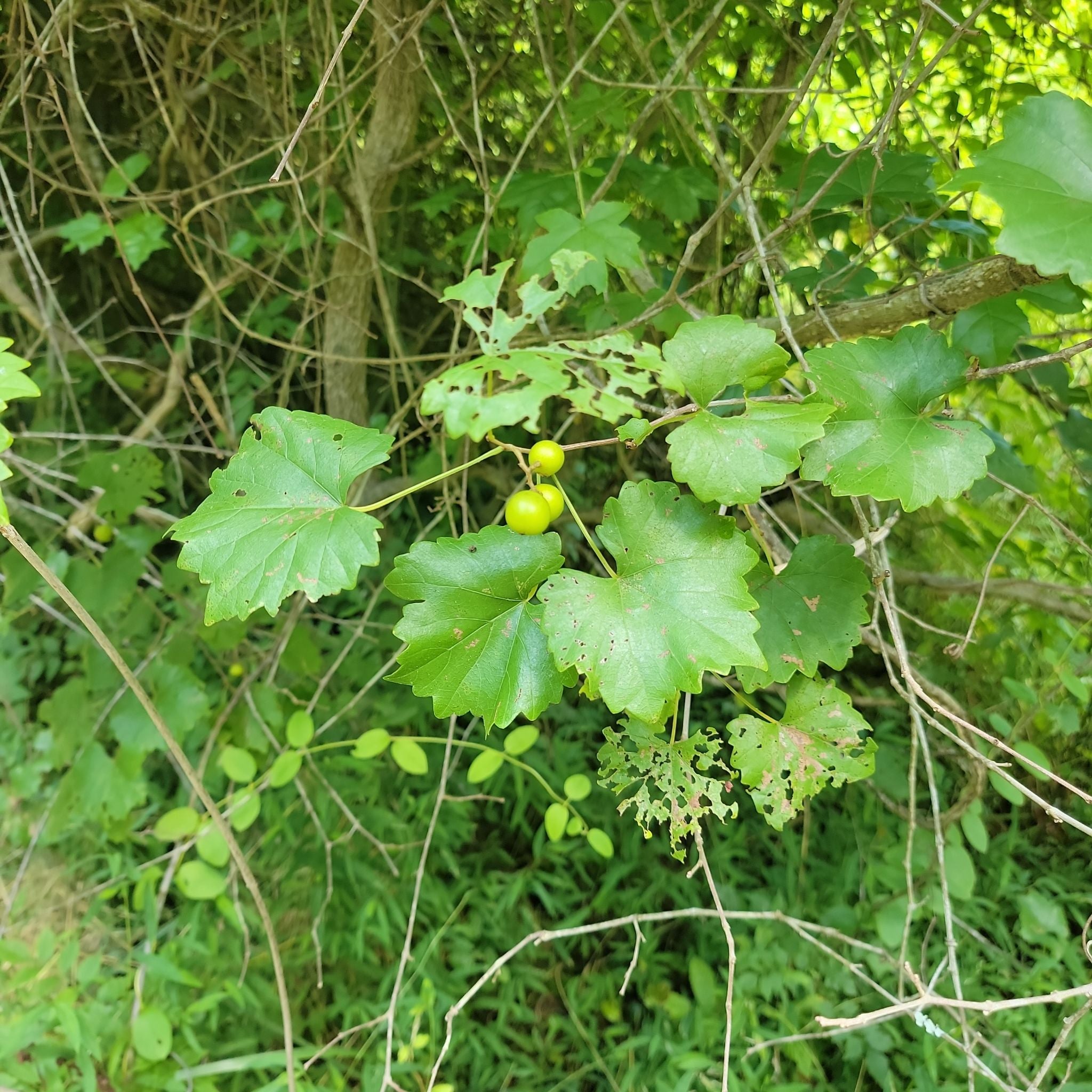 Propagating Muscadine Grape: The Ultimate Guide