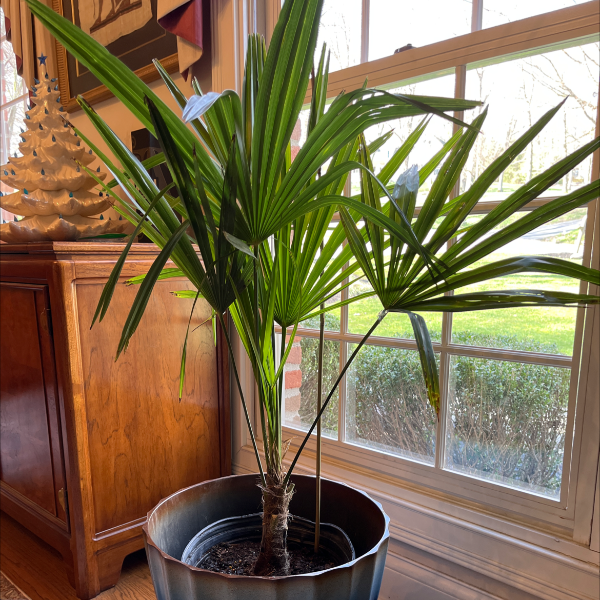 Why Are My Chinese Windmill Palm Leaves Falling Over?