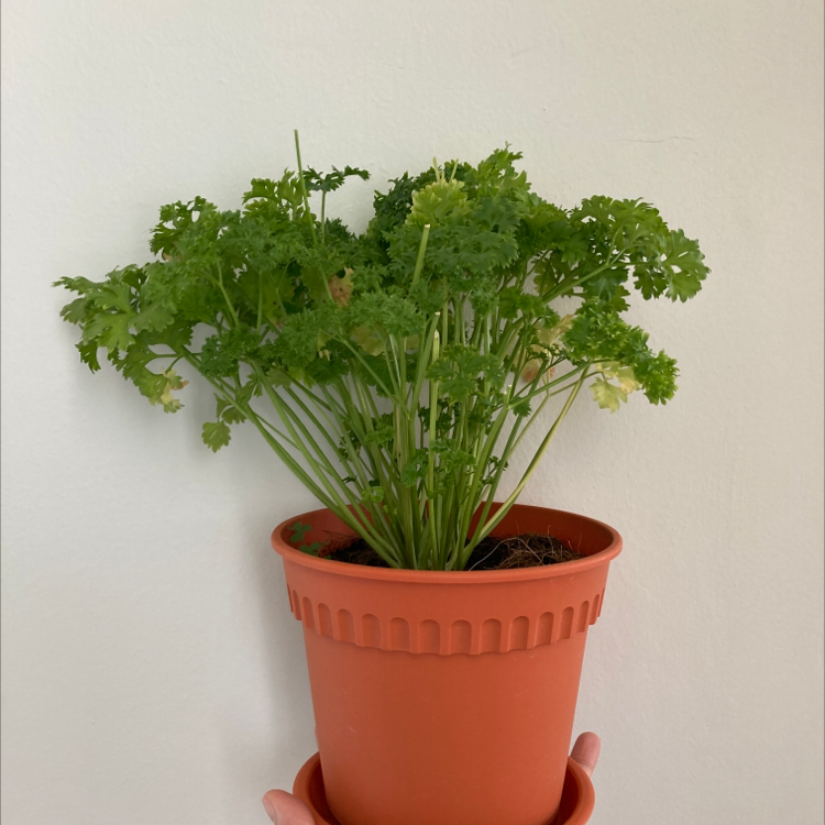 Propagating Your Coriander: Step-by-Step Guide