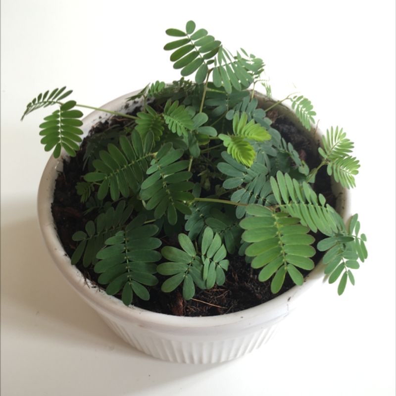 🤚 Light Requirements For My Sensitive Plant