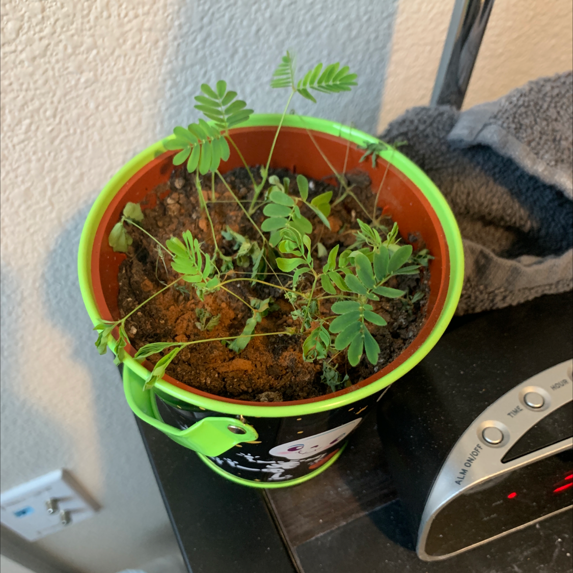 🤗 Propagating My Sensitive Plant: Step-by-Step Guide