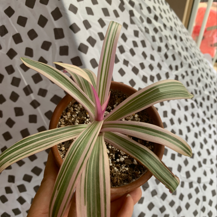 👶 Propagating My Moses-in-the-Cradle: Step-by-Step Guide